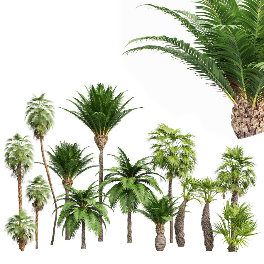 Mexican Fan Palm-canary Island Date Palm 14 Tree - 3D Model for VRay ...