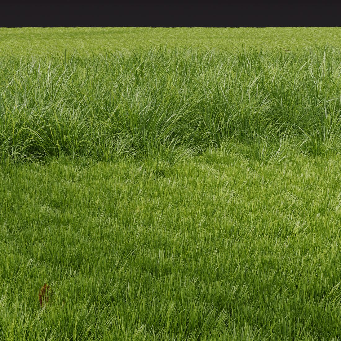 Grass Beautiful Grassland Summer - 3D Model for VRay, Corona
