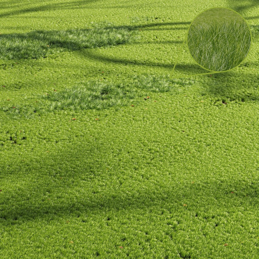 Grass Beautiful Grassland Summer 3D Model for VRay, Corona | CGMood
