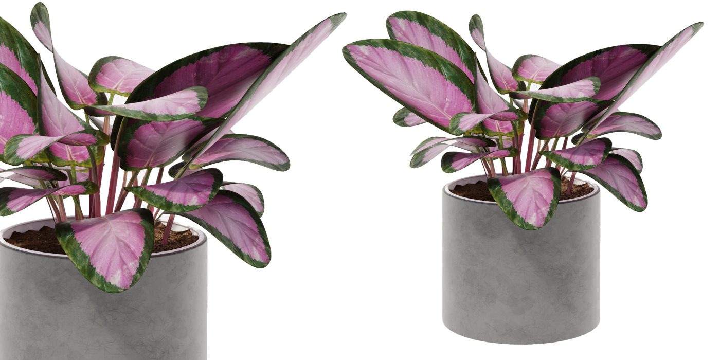 Calathea Collection 3 3D Model | CGMood