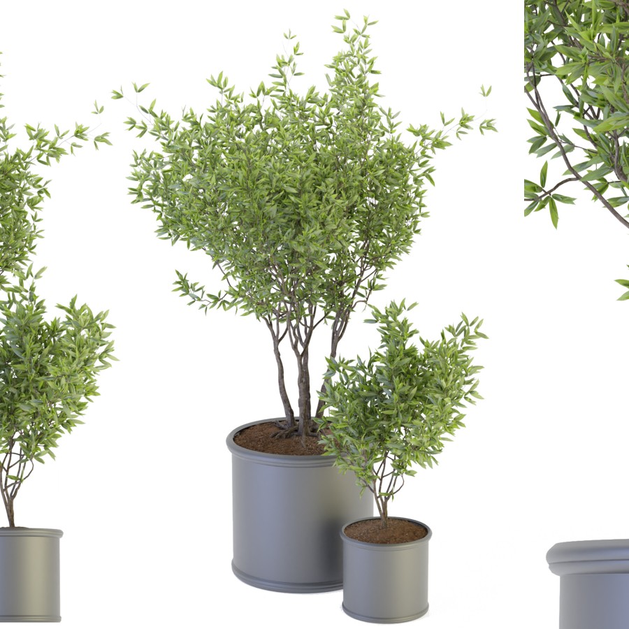 Collection Plant Vol 93 - Blender Model 3D Model | CGMood