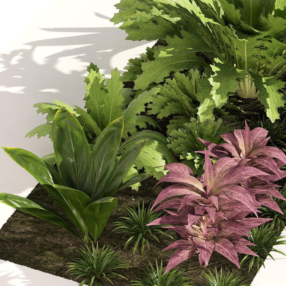 Vivid Tropical Grouping Plants - 3D Model for VRay, Corona