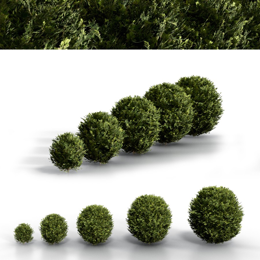 Boxwood Spherical Collection | Pbr | Midpoly - 3D Model for VRay, Corona