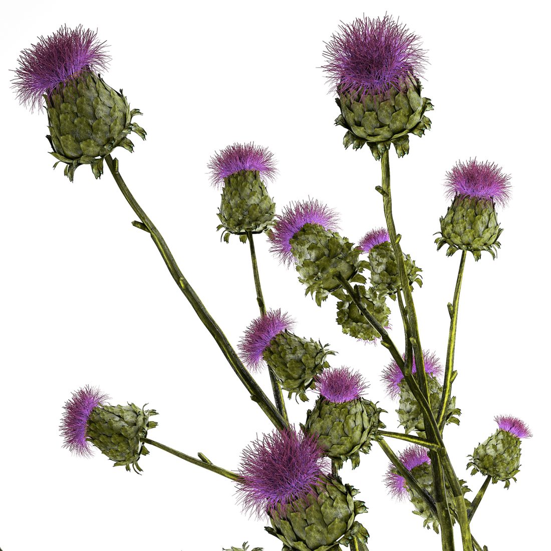 Beautiful Green Bouquet Of Thistle Thorn In A Vase - 3D Model for VRay