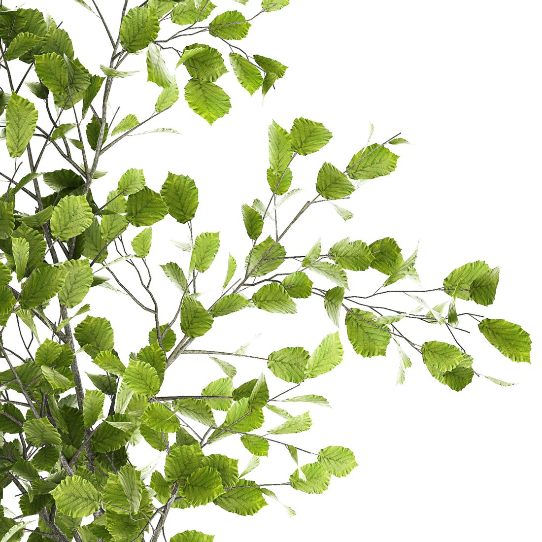 Beautiful Plants In A Basket Lavender Bush Tree - 3D Model for VRay