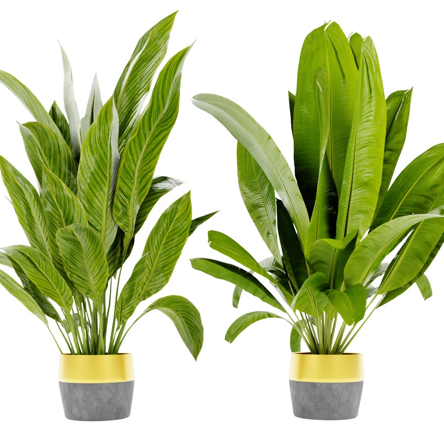 Collection Plant Vol 465 - Blender Model 3D Model | CGMood