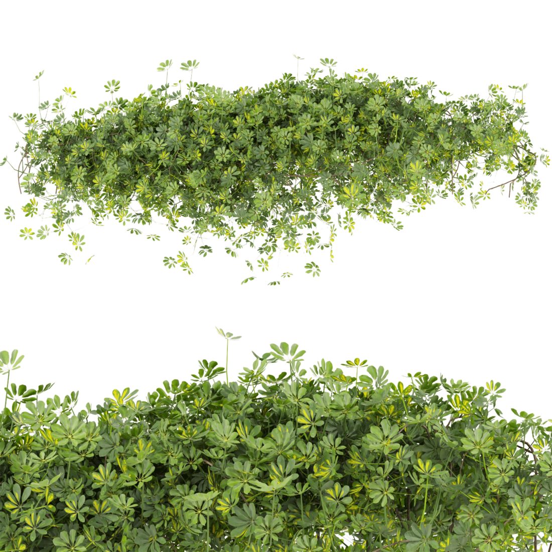 Collection Plant Vol 494 - Outdoor - Bush - Ivy - 3D Model for VRay, Corona
