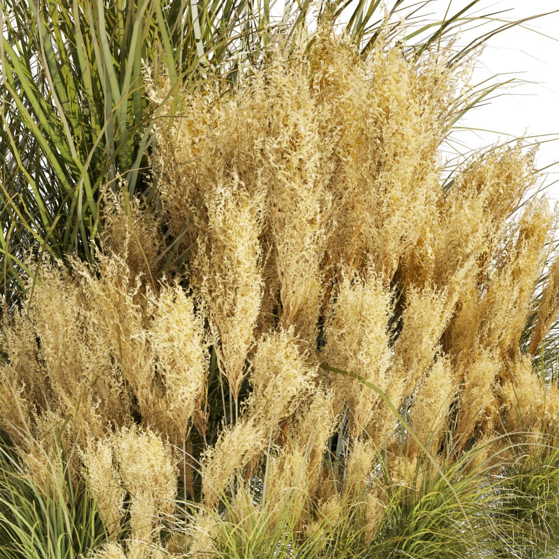 Collection Plant Vol 509 - Grass - Switchgrass - 3D Model for VRay, Corona