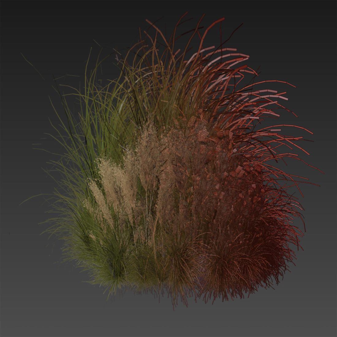Collection Plant Vol 509 - Grass - Switchgrass - 3D Model for VRay, Corona