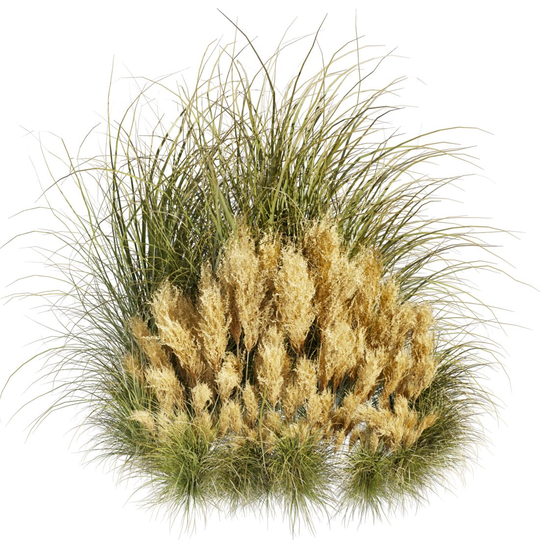 Collection Plant Vol 509 - Grass - Switchgrass - 3D Model for VRay, Corona
