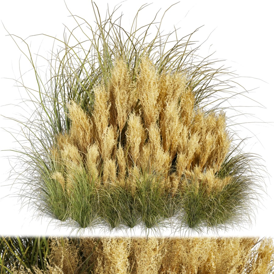 Collection Plant Vol 509 - Grass - Switchgrass - 3D Model for VRay, Corona