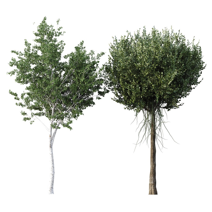 Agar Wood Silver Birch Tree Betula Pendula Spring 3D Model for VRay ...