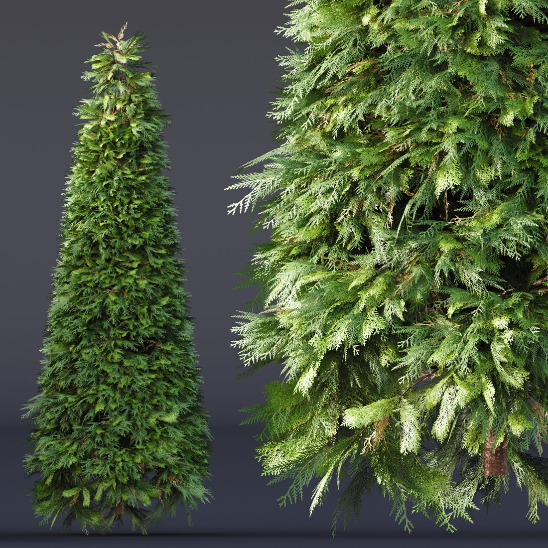 Evergreen Shrubs Cone Shaped Dwarf Yaupon Holly - 3D Model for VRay, Corona