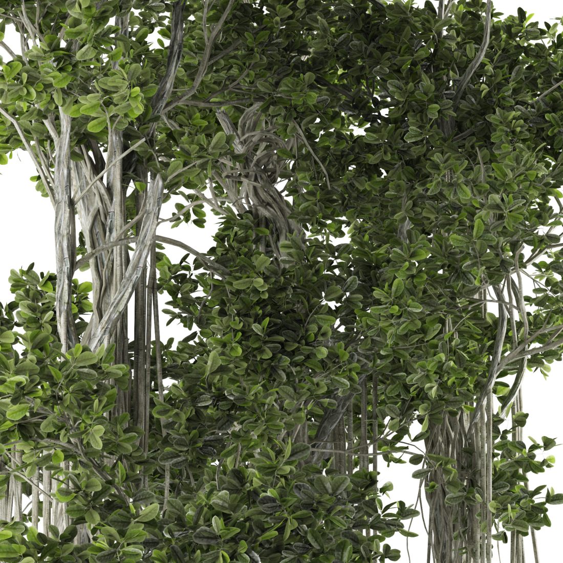 Ficus Bonsai Decoration Tree - 3D Model for VRay, Corona