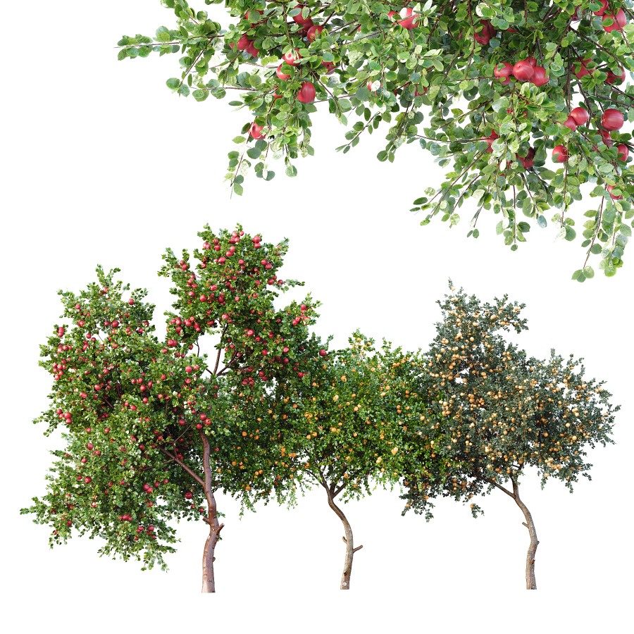 Apple Fruit Orange Fruit Tangerine Fruit Tree 01 - 3D Model for VRay ...