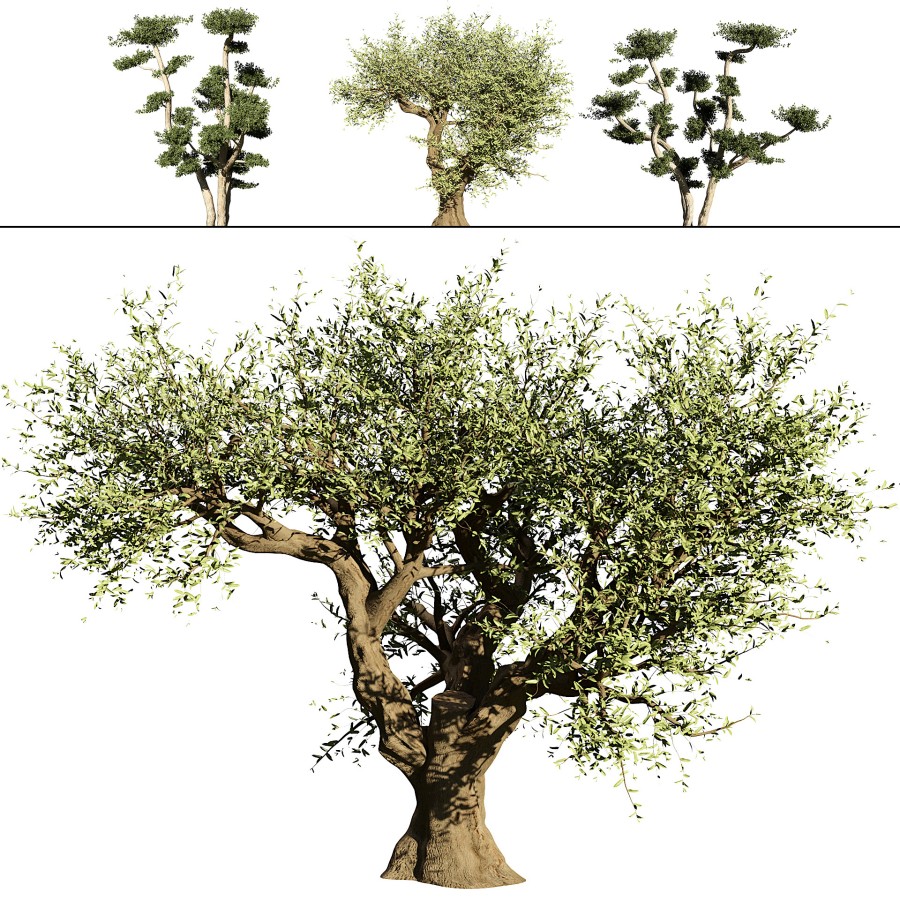 Olive Grove Trees 3D Model for VRay, Corona | CGMood