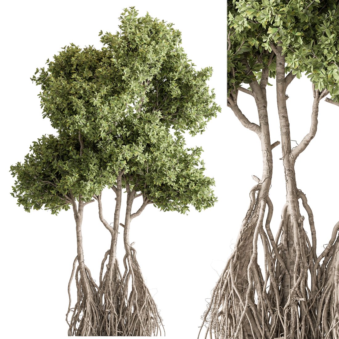 Bonsai Tree- Tree Set 248 - 3D Model for VRay, Corona
