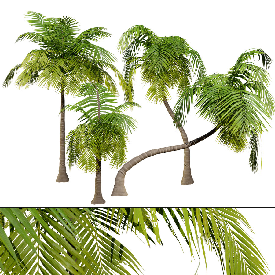 Low-poly Beach Palms 3D Model for VRay, Corona | CGMood