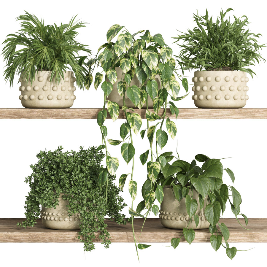 Plants On Shelf 24 - 3D Model for Corona