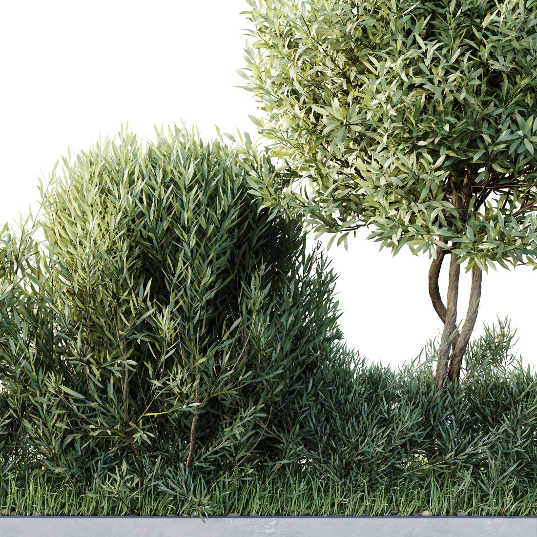 Outdoor Plants Wilsonii Chemlali Olive Bench Set12 3D Model for VRay ...