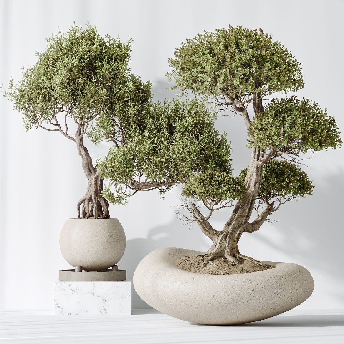 Indoor Plants Set 123 Ficus Retusa Microcarpa 3D Model for VRay, Corona ...