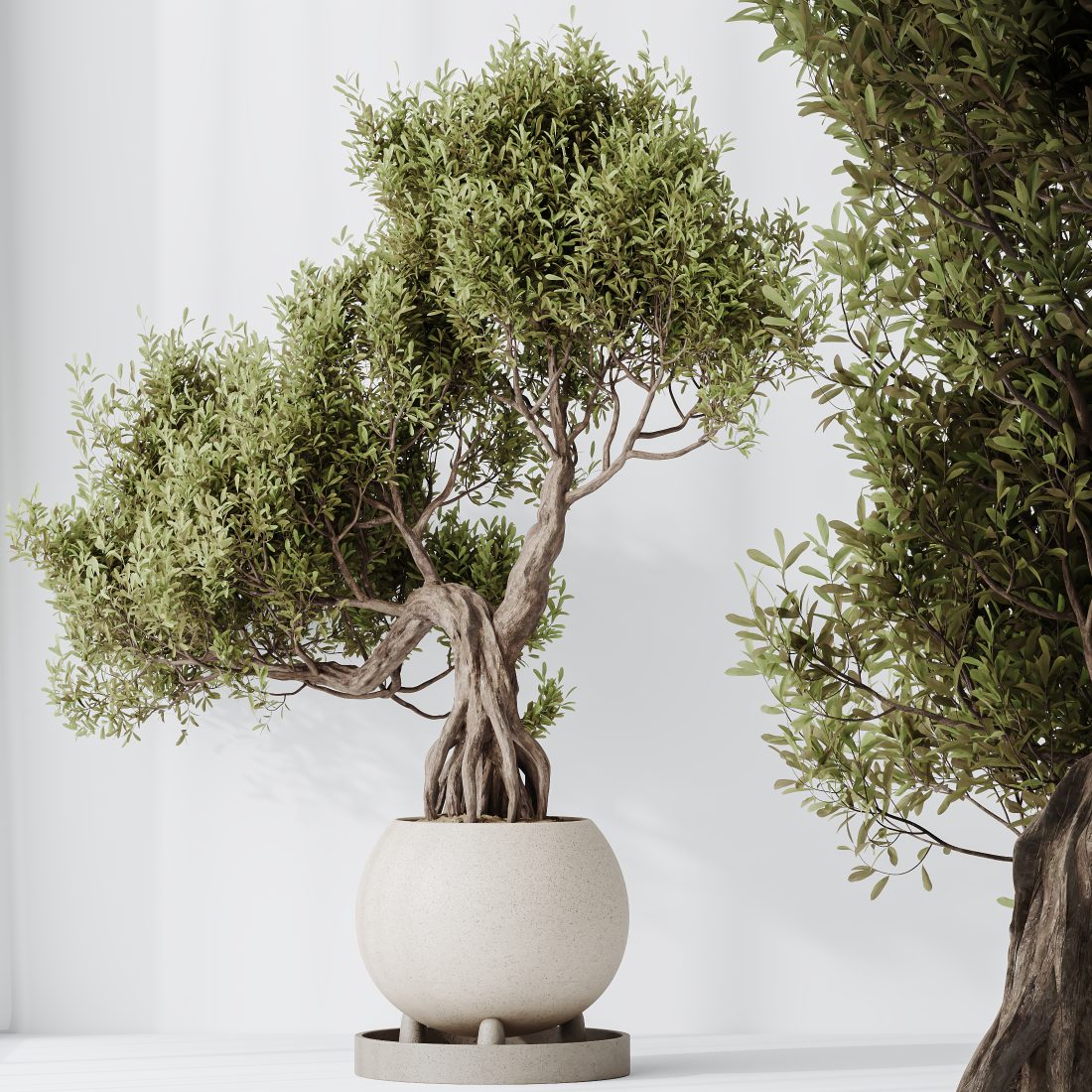 Indoor Plants Set 123 Ficus Retusa Microcarpa 3D Model for VRay, Corona ...