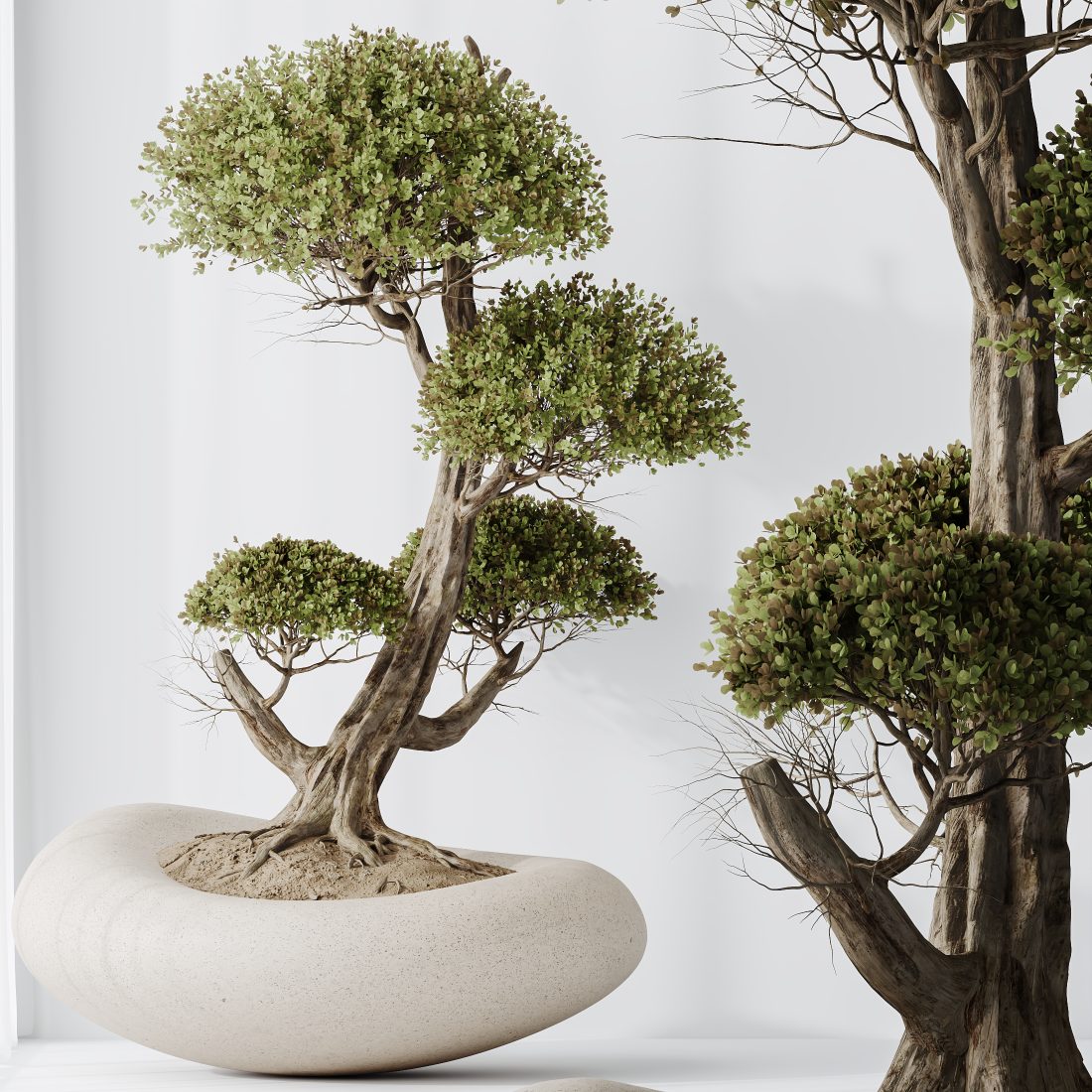 Indoor Plants Set 123 Ficus Retusa Microcarpa 3D Model for VRay, Corona ...