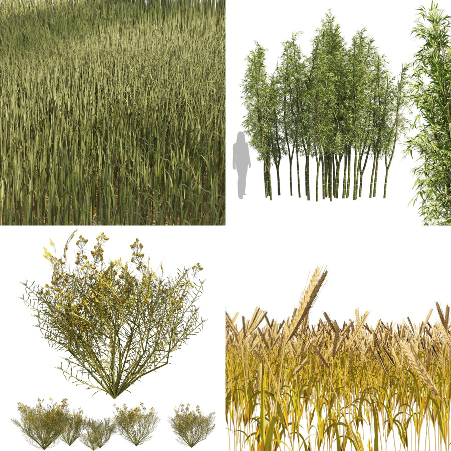 Corn Cluster - 3D Model for VRay, Corona
