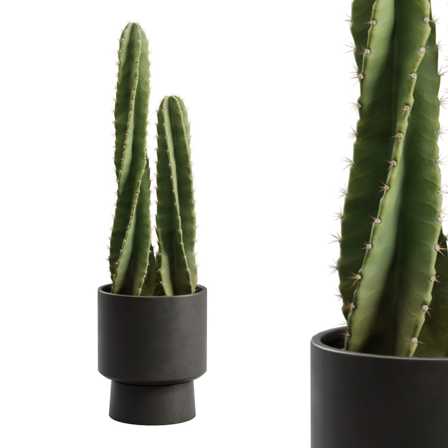 Cereus Peruvianus Potted Cactus 3D Model for VRay, Corona | CGMood