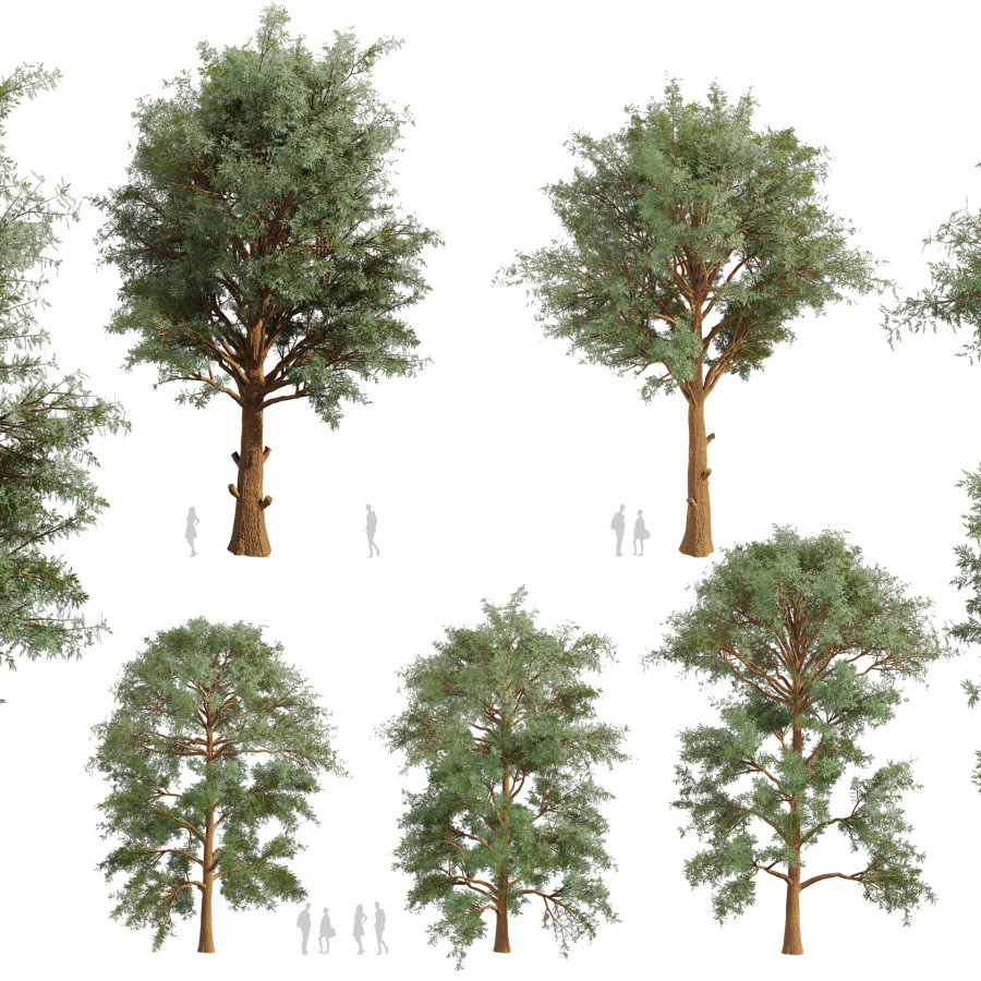 Collection Plant Vol 586 - Eucalyptus - Macarthuri - 3D Model for