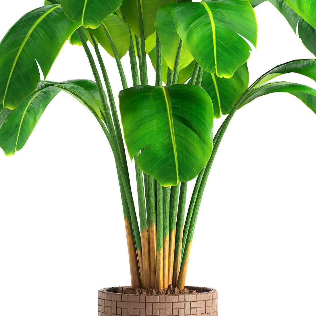 Indoor Plant 01 - 3D Model for Corona