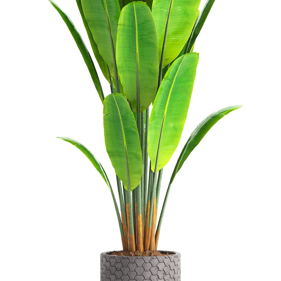 Indoor Plant 02 - 3D Model for Corona
