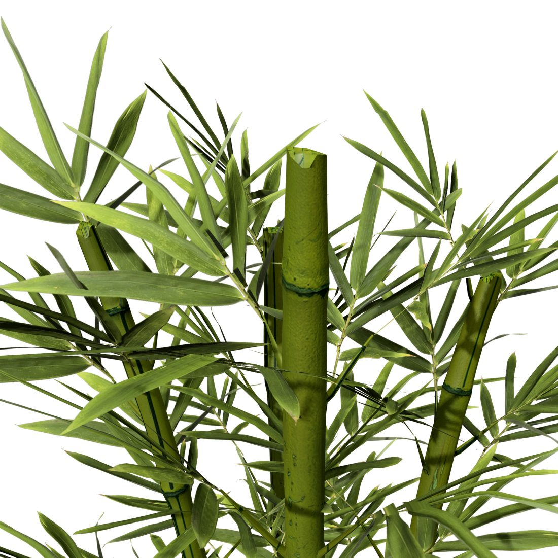 Realistic Bamboo Plants 3d Models 3D Model for VRay, Corona | CGMood