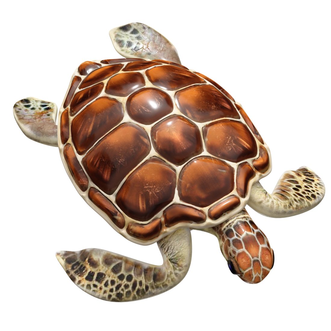 Sea Turtle - 3D Model for FStorm, VRay, Corona