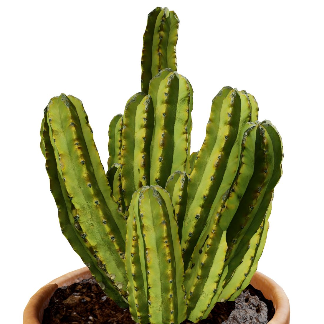 Realistic Indoor Cactus Collection - 3D Model for VRay, Corona