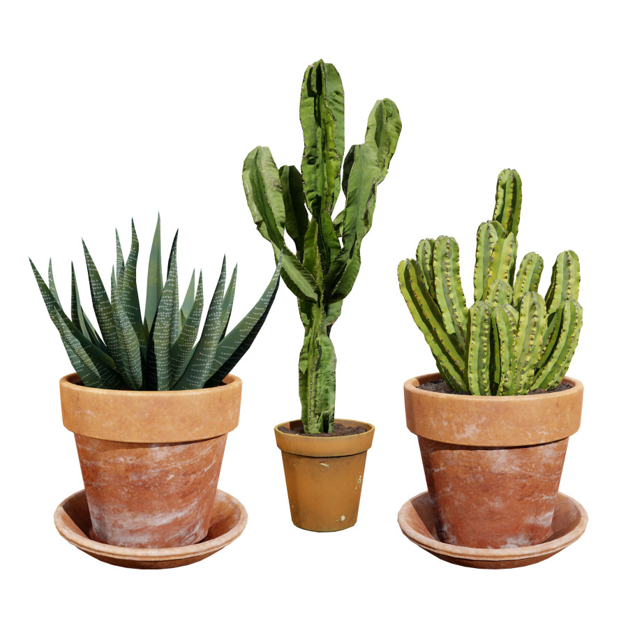 Realistic Indoor Cactus Collection - 3D Model for VRay, Corona