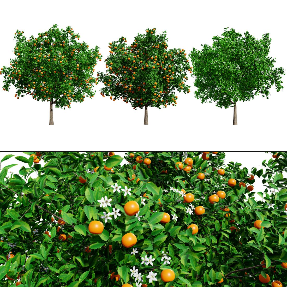 Orange Trees 3d Model 3D Model for VRay, Corona | CGMood
