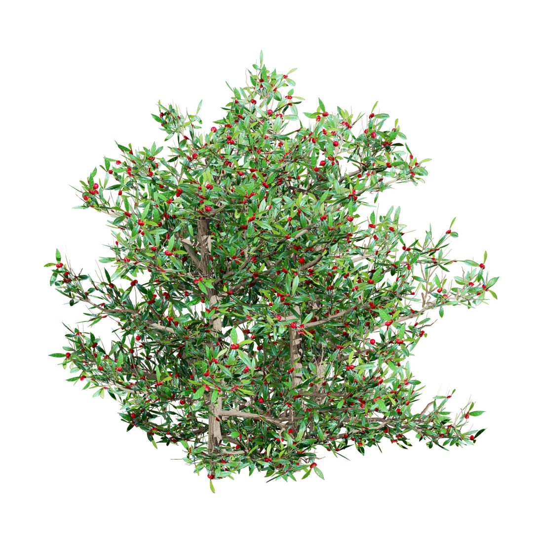 South African Miracle Berry Plant 3d Model - 3D Model for VRay, Corona