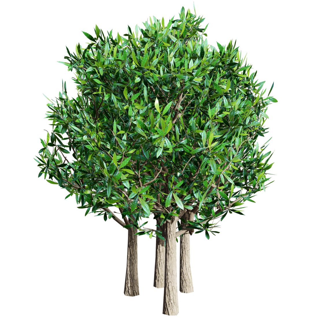 South African Miracle Berry Plant 3d Model - 3D Model for VRay, Corona