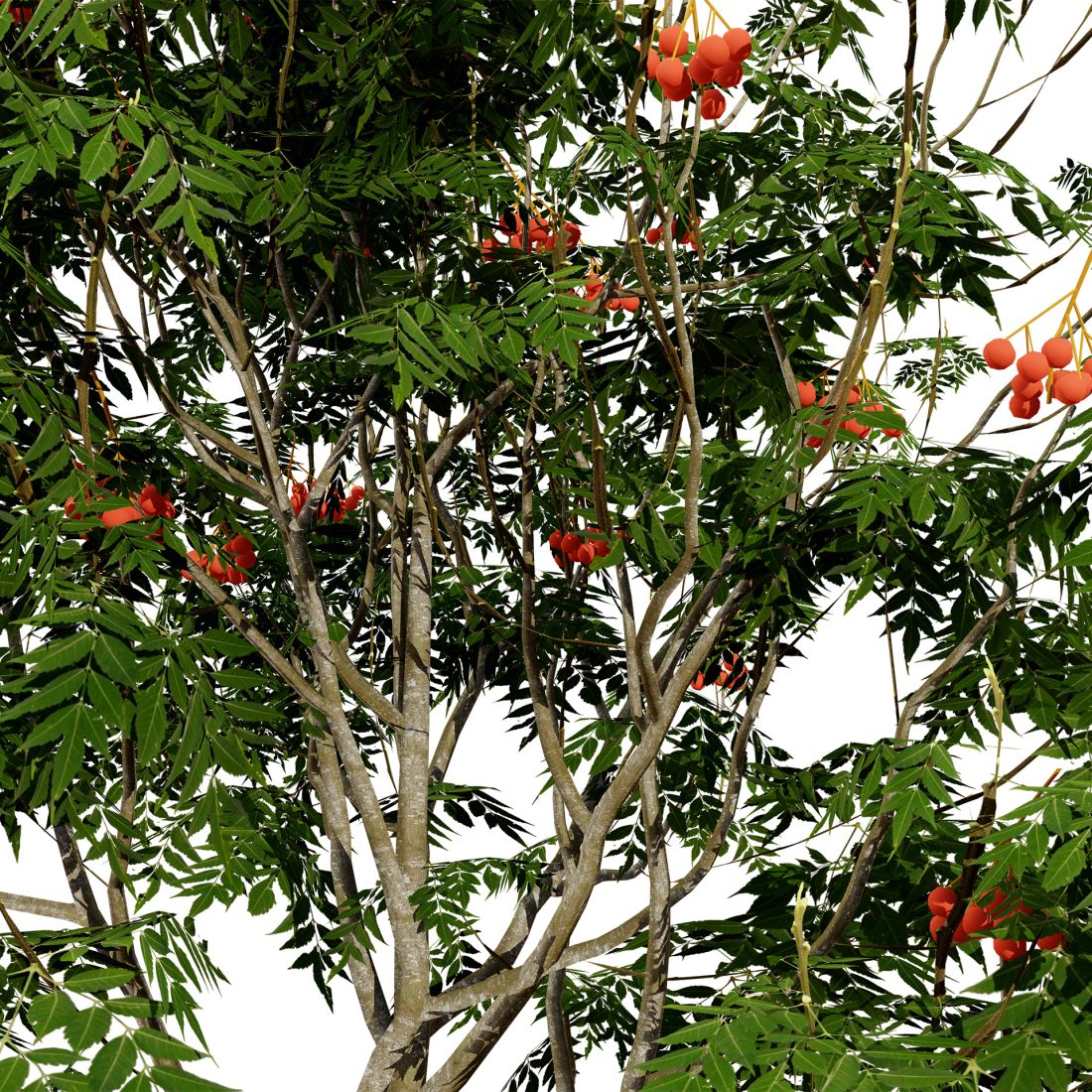 Uk Rowan Tree 3d Model Pack - 3D Model for VRay, Corona