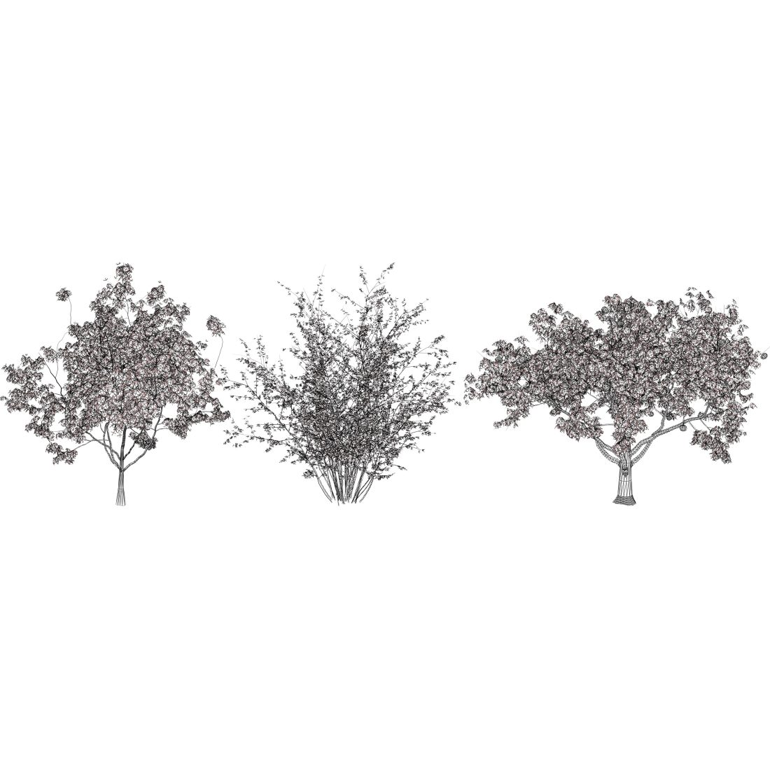 British Quince Tree 3d Model Collection - 3D Model for VRay, Corona