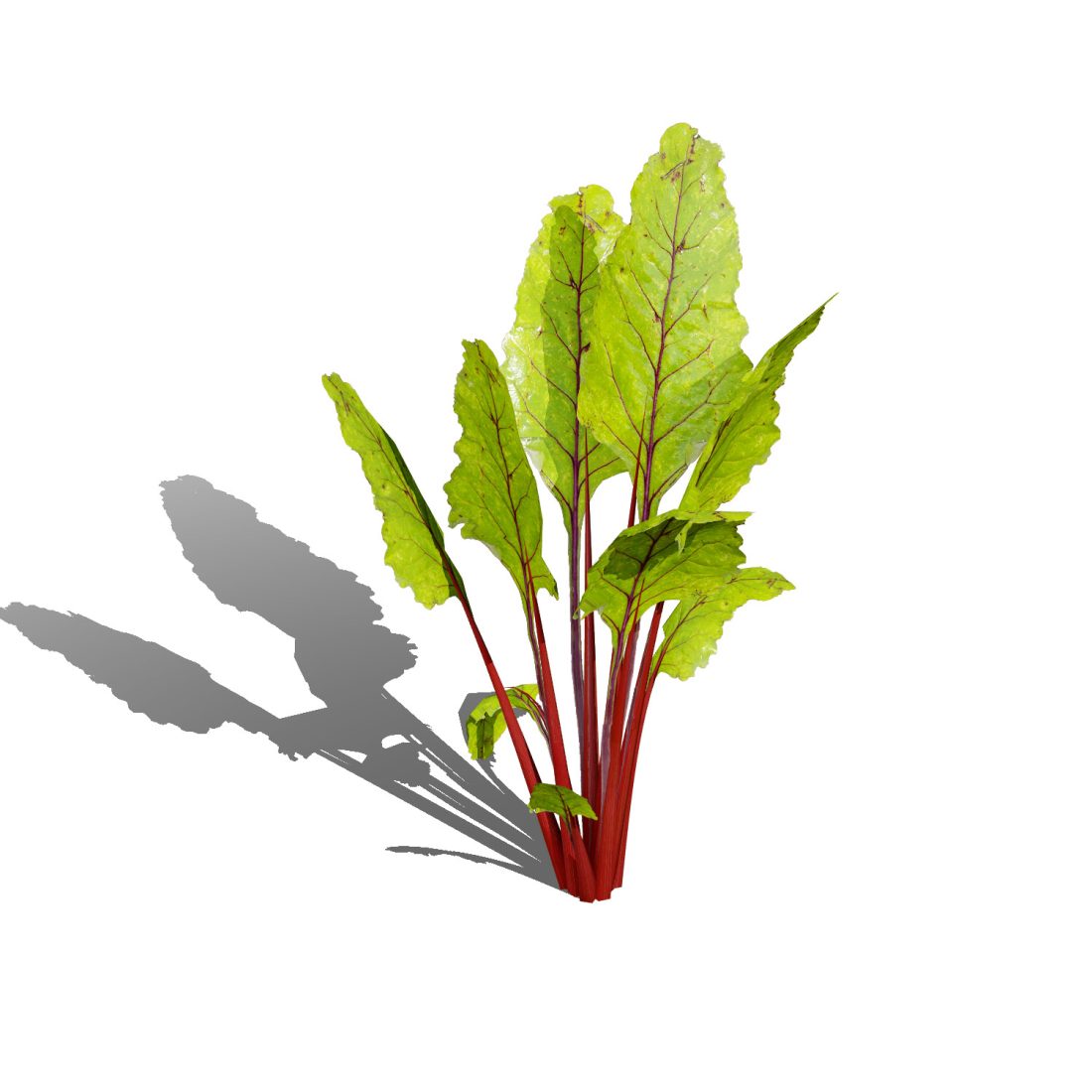 Leafy Green Plants 3d Model Collection - 3D Model for VRay, Corona