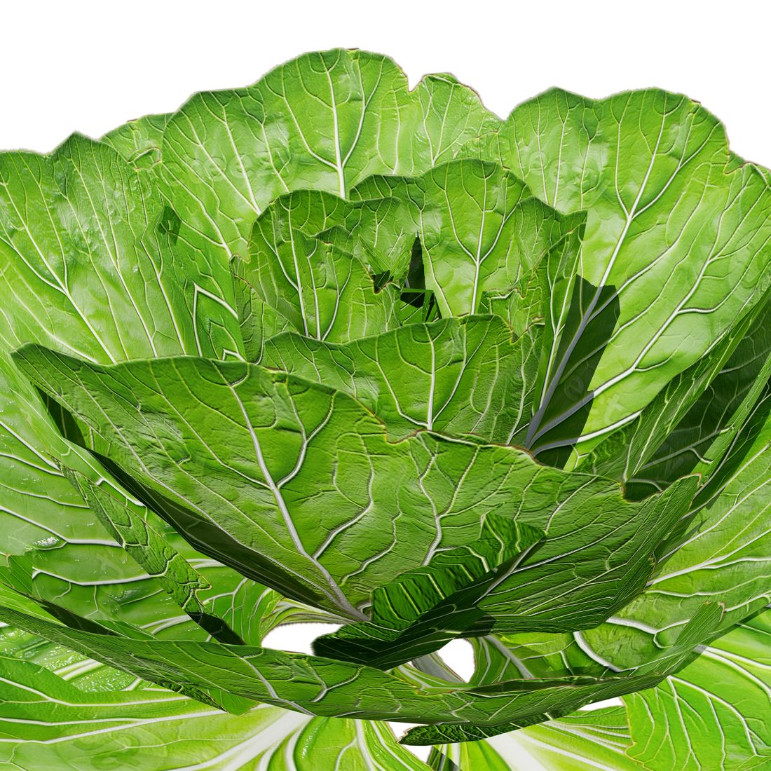 Leafy Green Plants 3d Model Collection - 3D Model for VRay, Corona