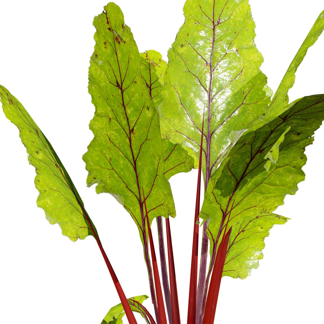 Leafy Green Plants 3d Model Collection - 3D Model for VRay, Corona