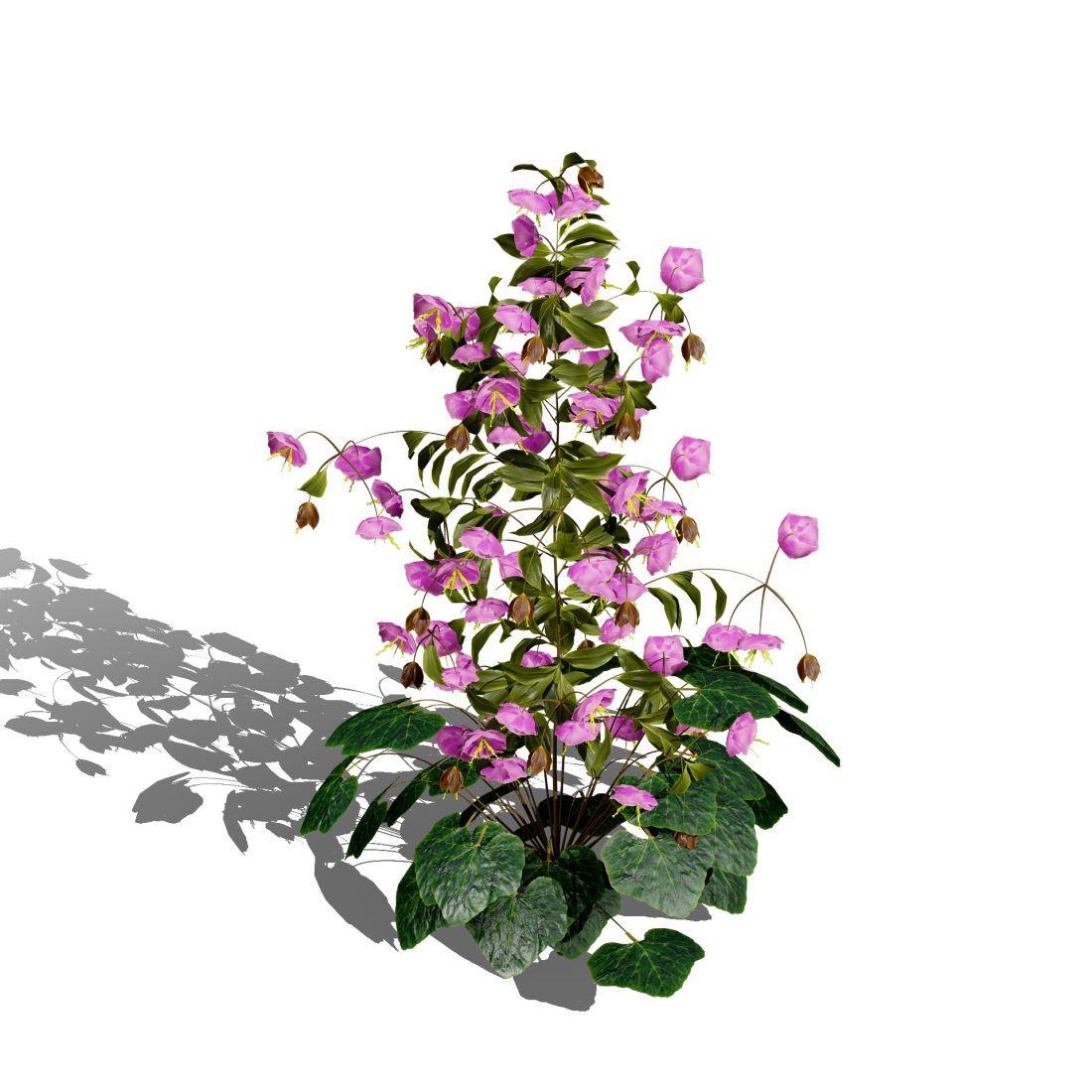 British Hellebores 3d Plant Collection - 3D Model for VRay, Corona