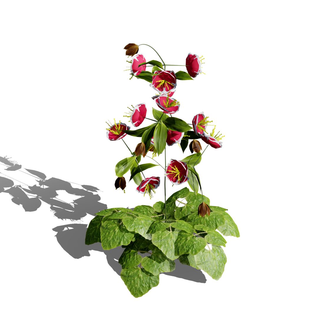British Hellebores 3d Plant Collection - 3D Model for VRay, Corona