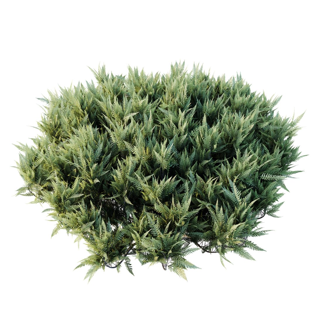 Av Plant Blue Sargent Juniper Parsoni Gallon - 3D Model for VRay, Corona