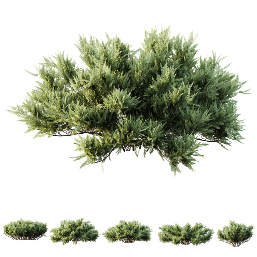 Av Plant Blue Sargent Juniper Parsoni Gallon - 3D Model for VRay, Corona