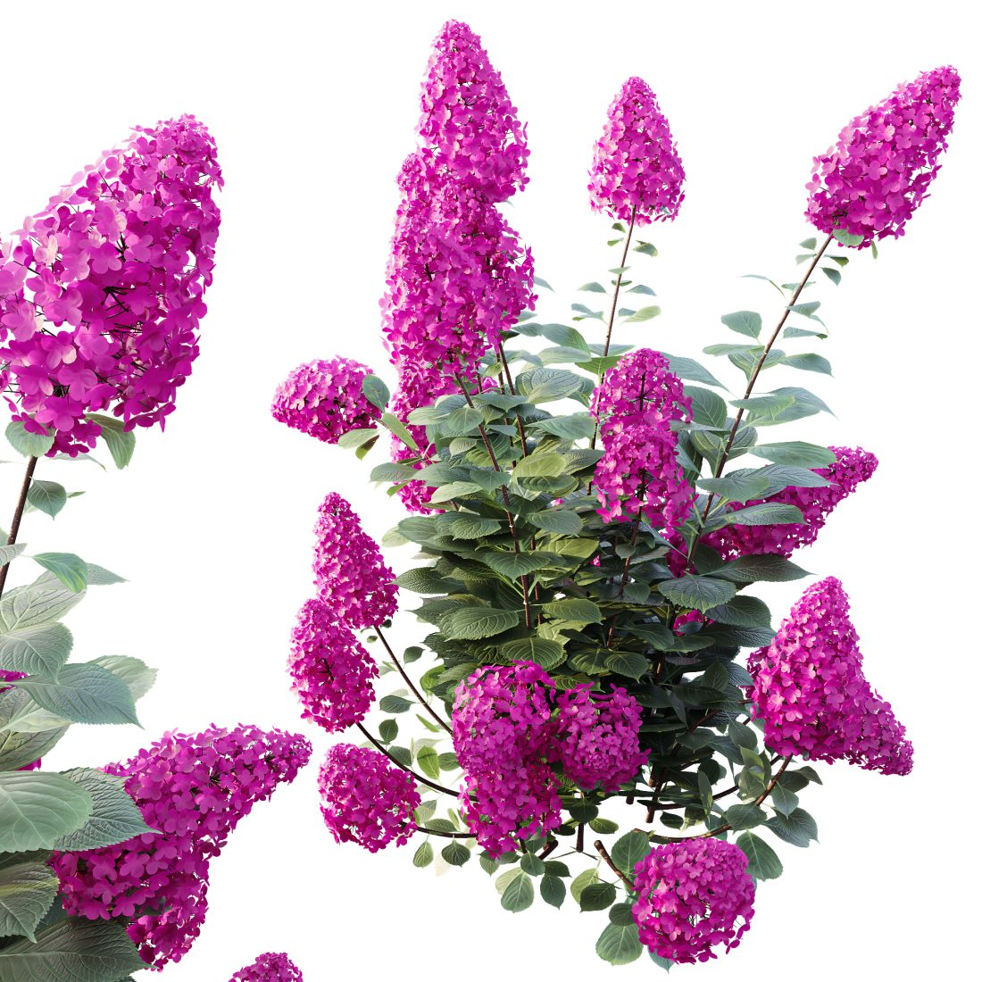 Av Plants Hydrangea Paniculata Levana Trawberry02 - 3D Model for VRay ...