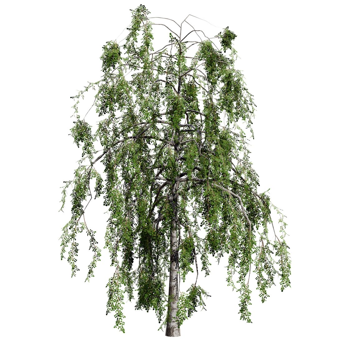 British Weeping Birch 3d Model Pack 3D Model for VRay, Corona | CGMood